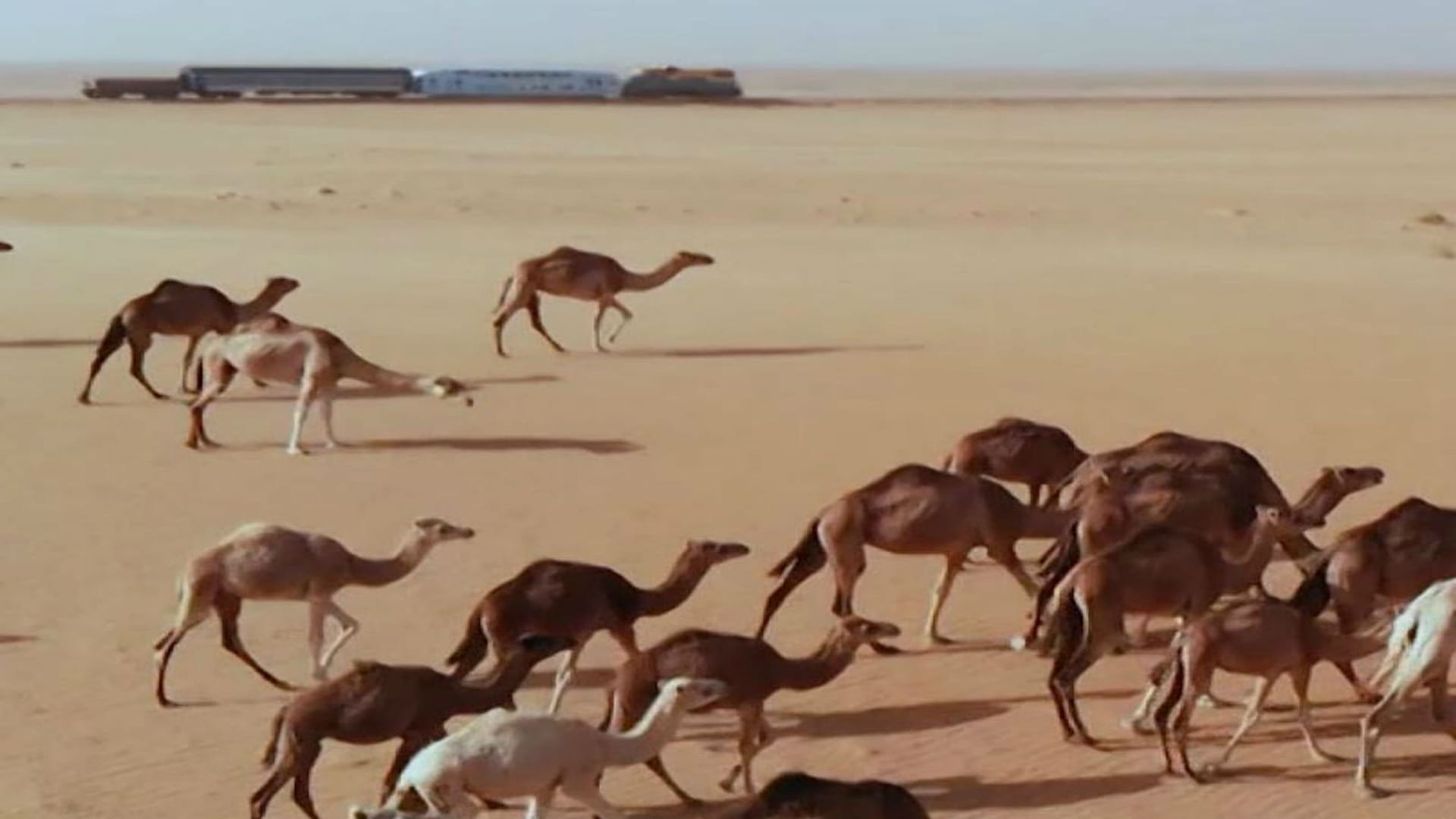 Watch: Desert train of Mauritania running again after 10 years | Euronews