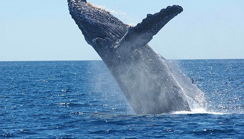 Dead whale found in Thames river was struck by ship, scientists say ...