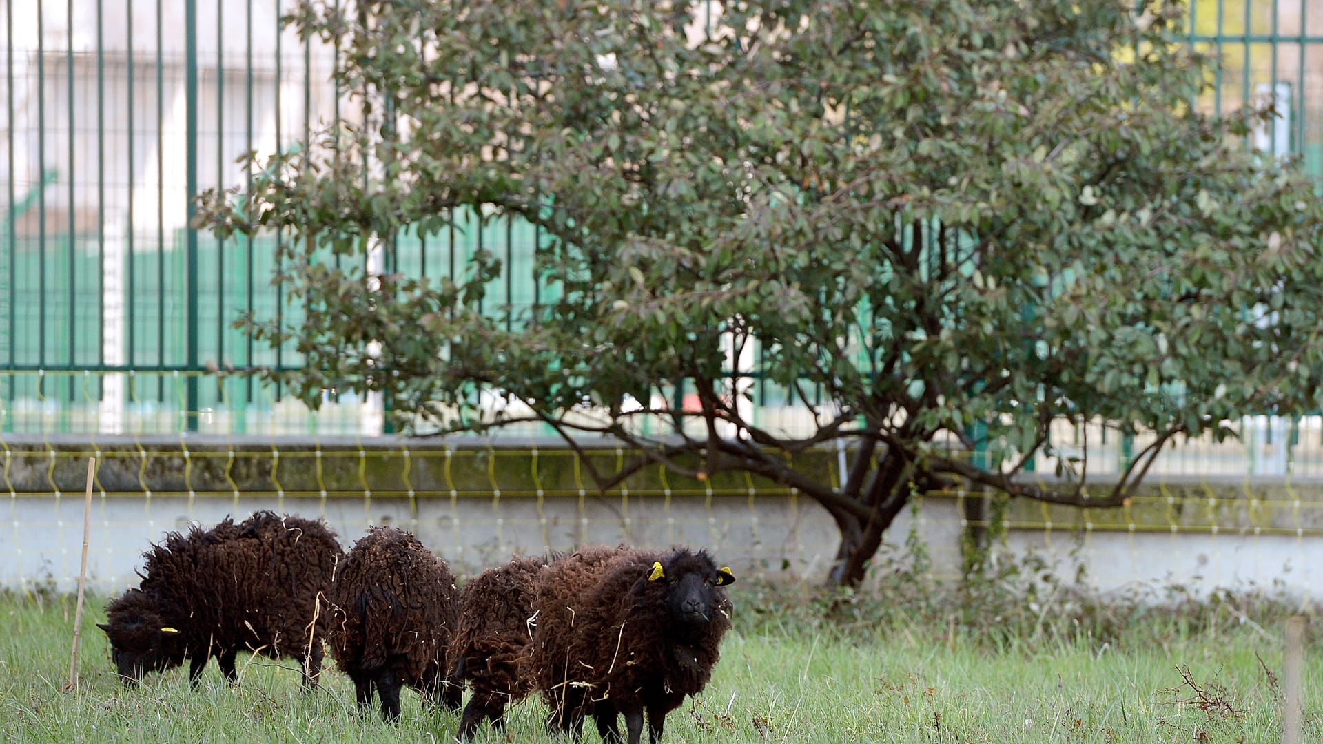 From sheep in Paris to goats at Google: The best eco lawn mowers | Euronews