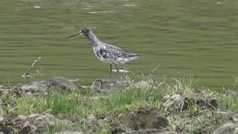 En busca del equilibrio ecológico en el delta de Iasi, hábitat de miles ...