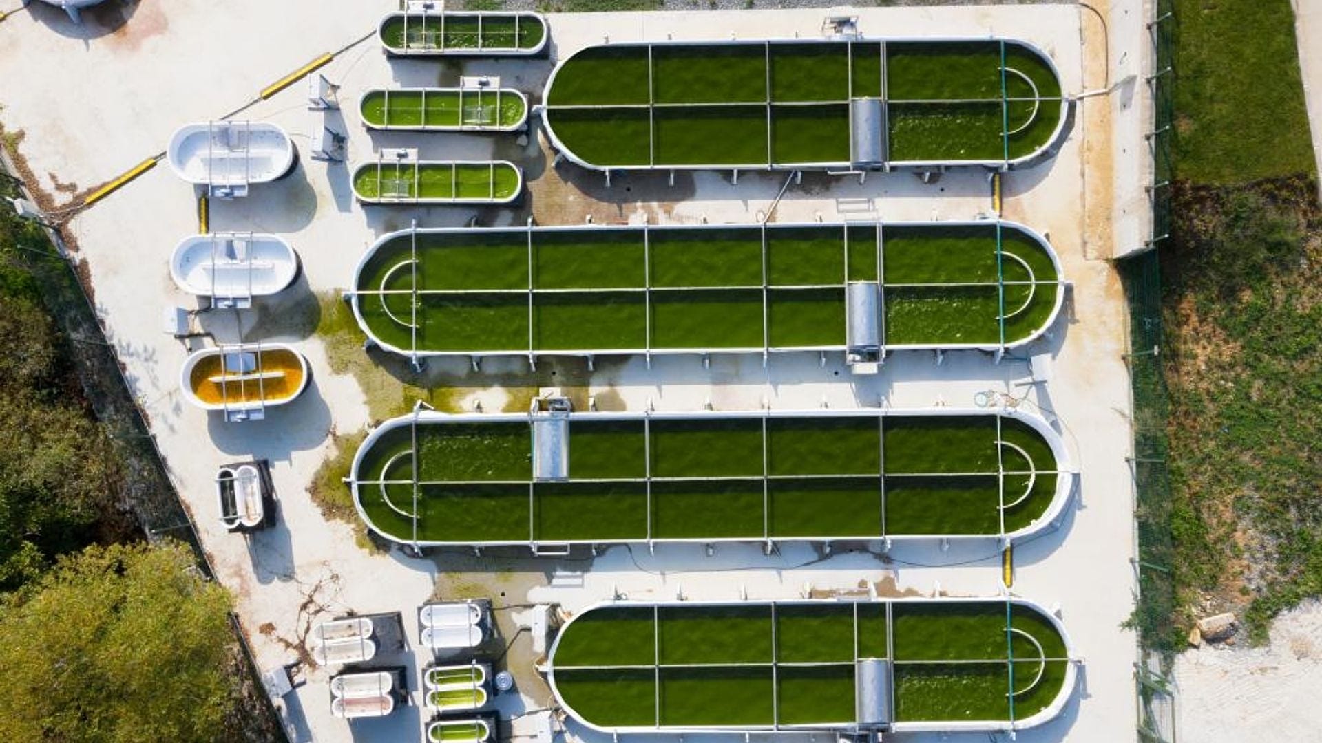 A radical, carbon negative project in Turkey is turning algae into bio ...