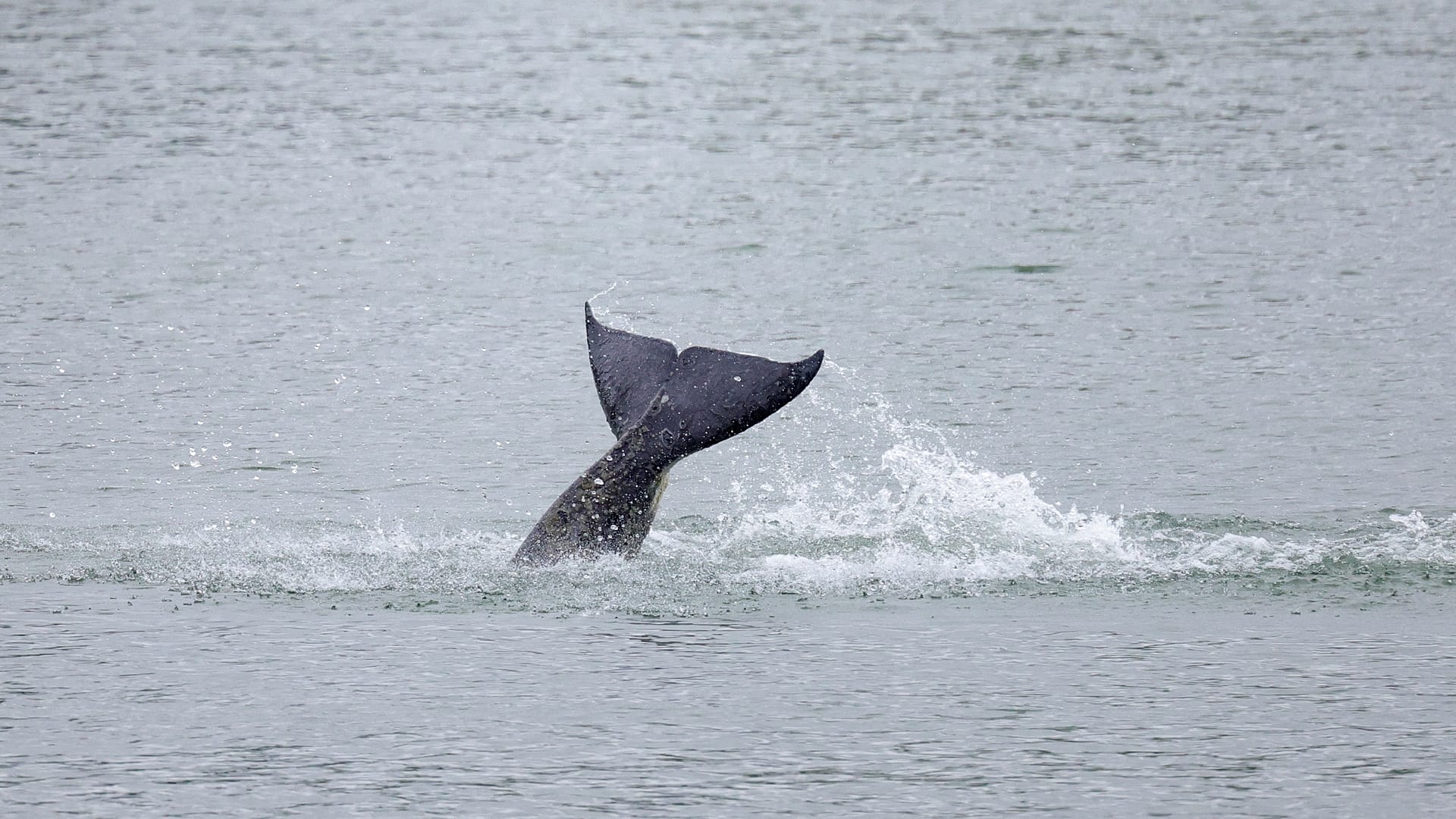 Orca stranded in French river dies of natural causes | Euronews