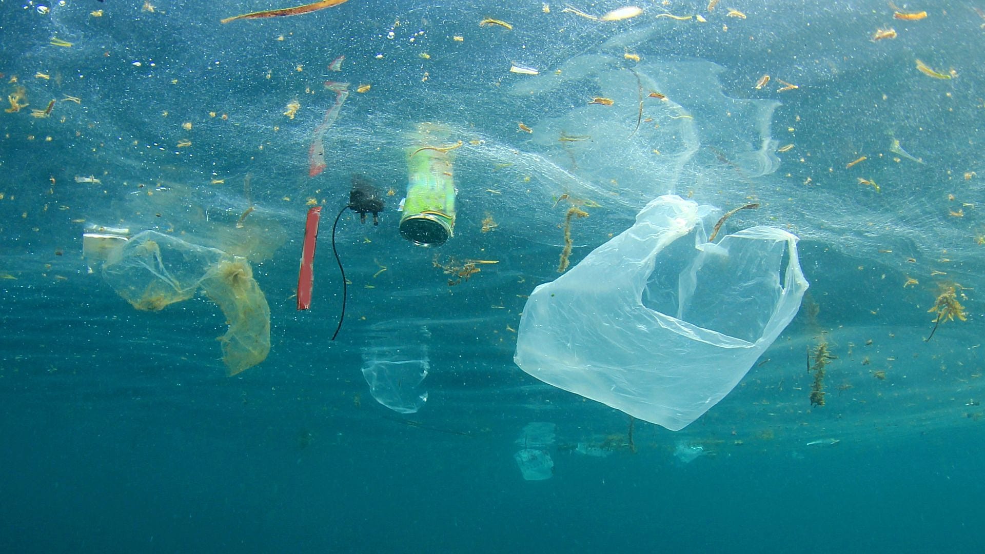 Where does the plastic in the sea go? Scientists think bacteria are ...