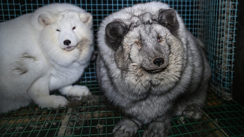 Could fur farming be banned in the EU? Here's which countries still ...
