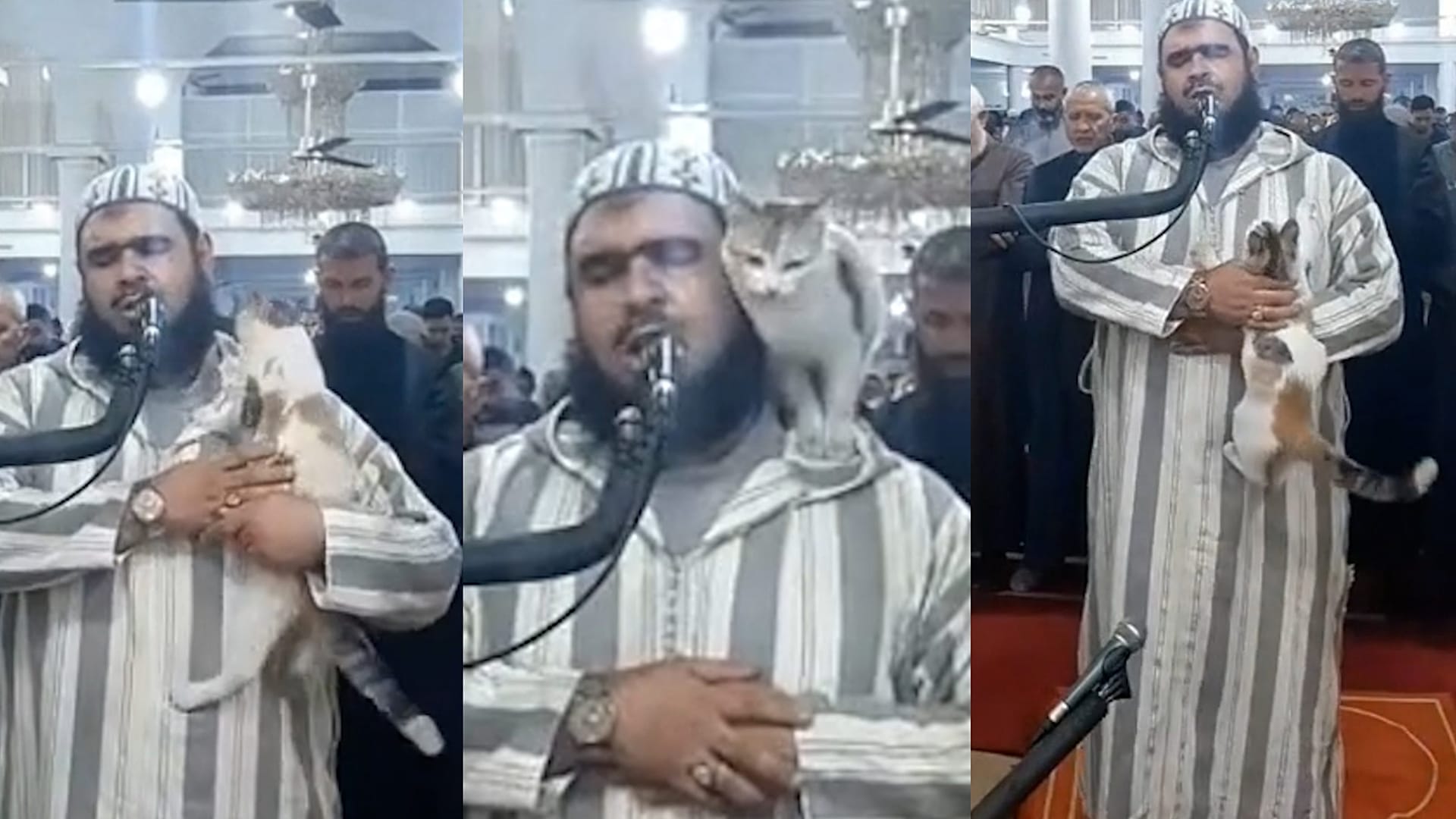 Video. For the love of cat: Imam and cat video goes viral on social ...