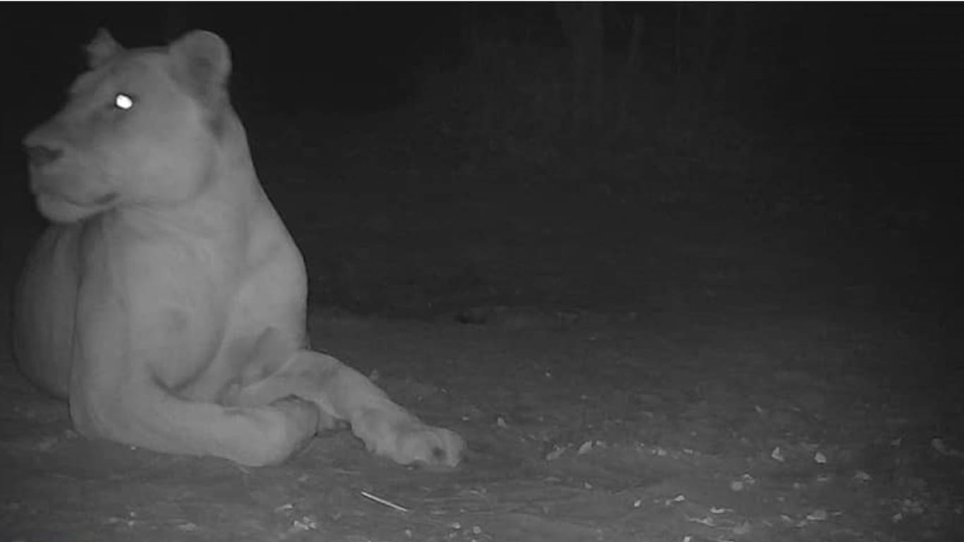 ‘Extinct’ lion spotted in Chad’s Sena Oura National Park for first time ...
