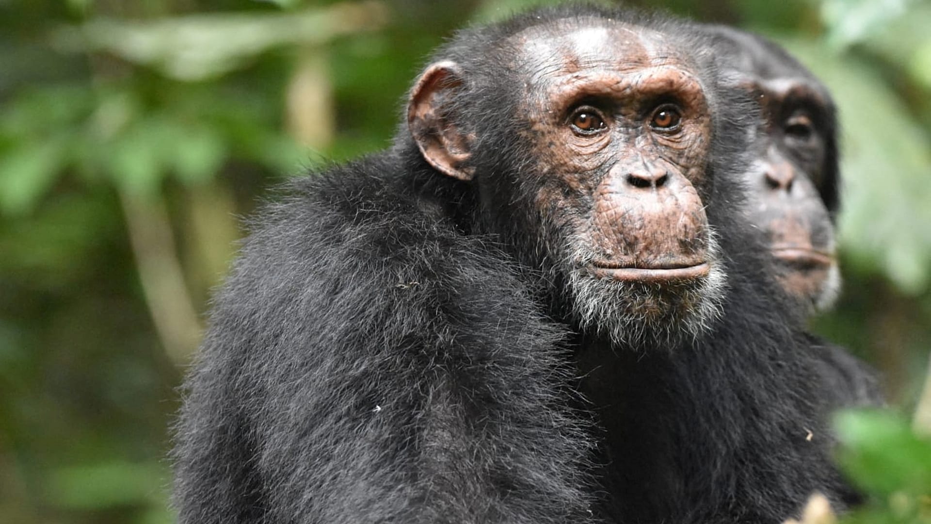 Chimpanzees use military-style tactics to spy on other groups, study ...