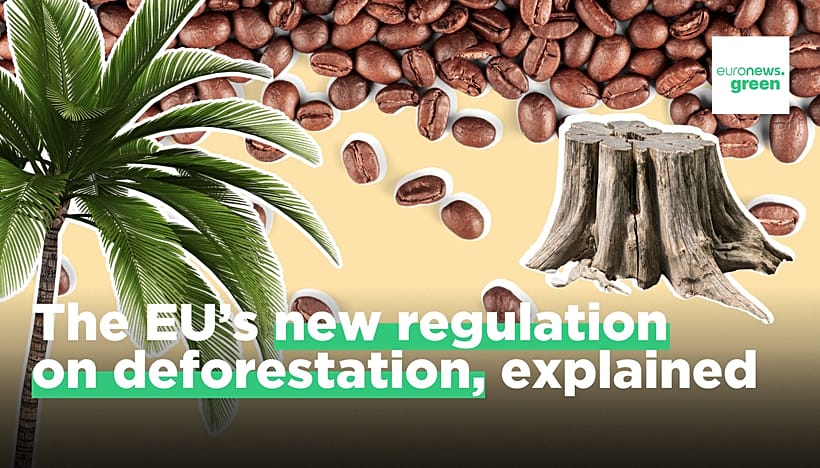 Video. Are concerns about the EU's new regulation on deforestation ...
