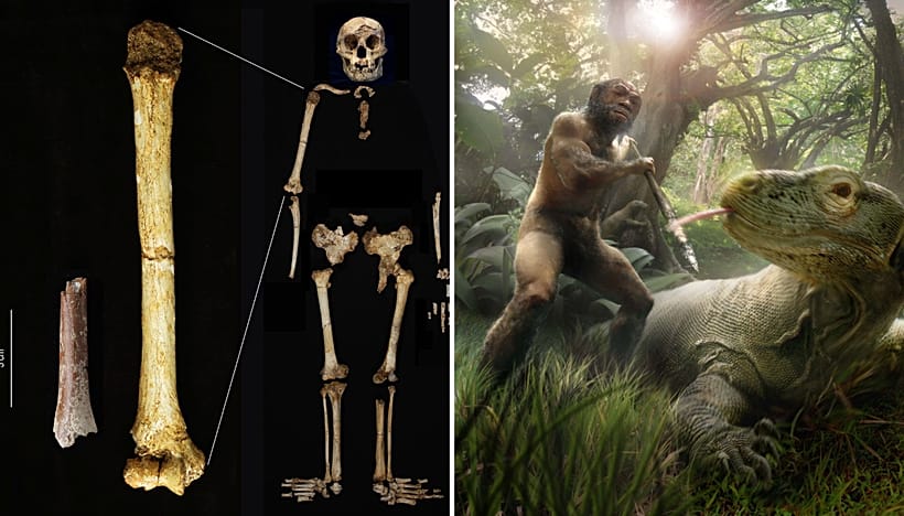 700,000-year-old bone discovery confirms existence of three-foot-tall ...