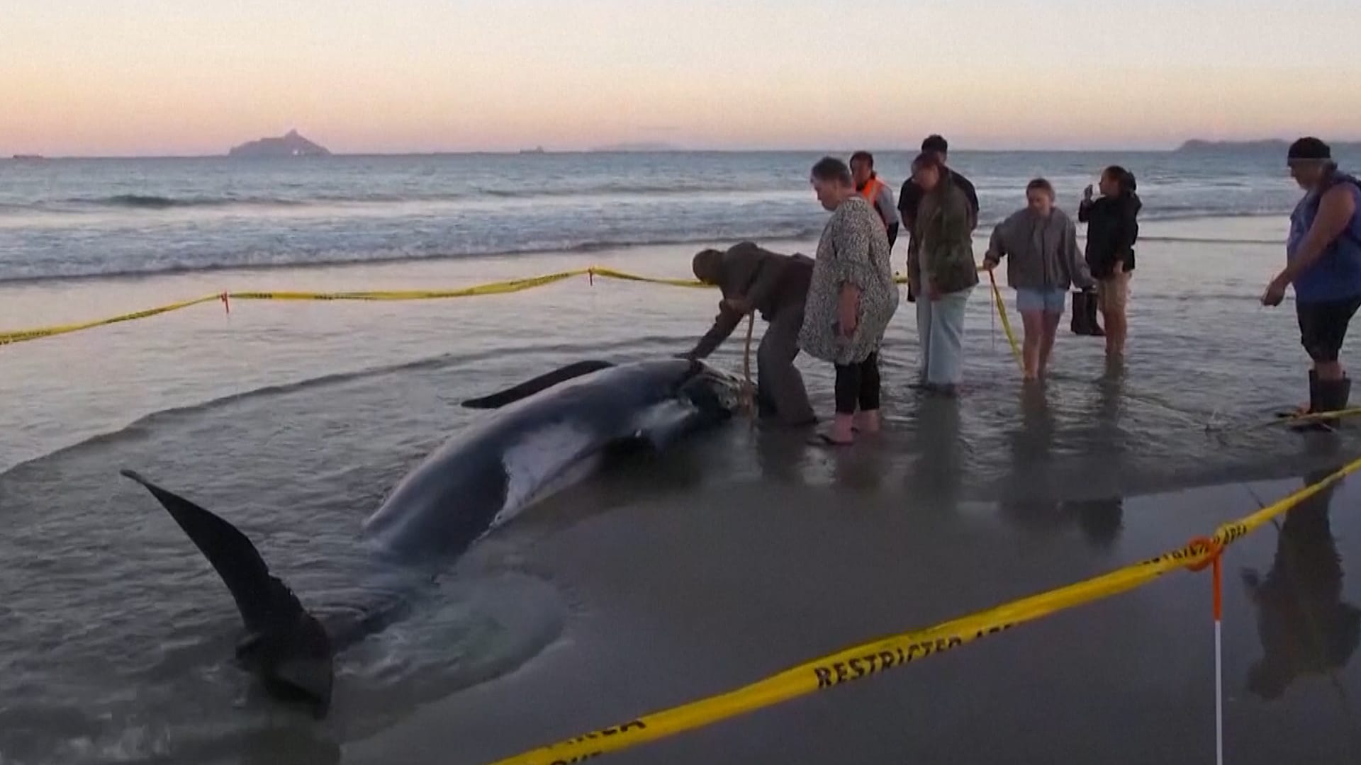 Video. 30 pilot whales stranded on a beach in New Zealand rescued ...