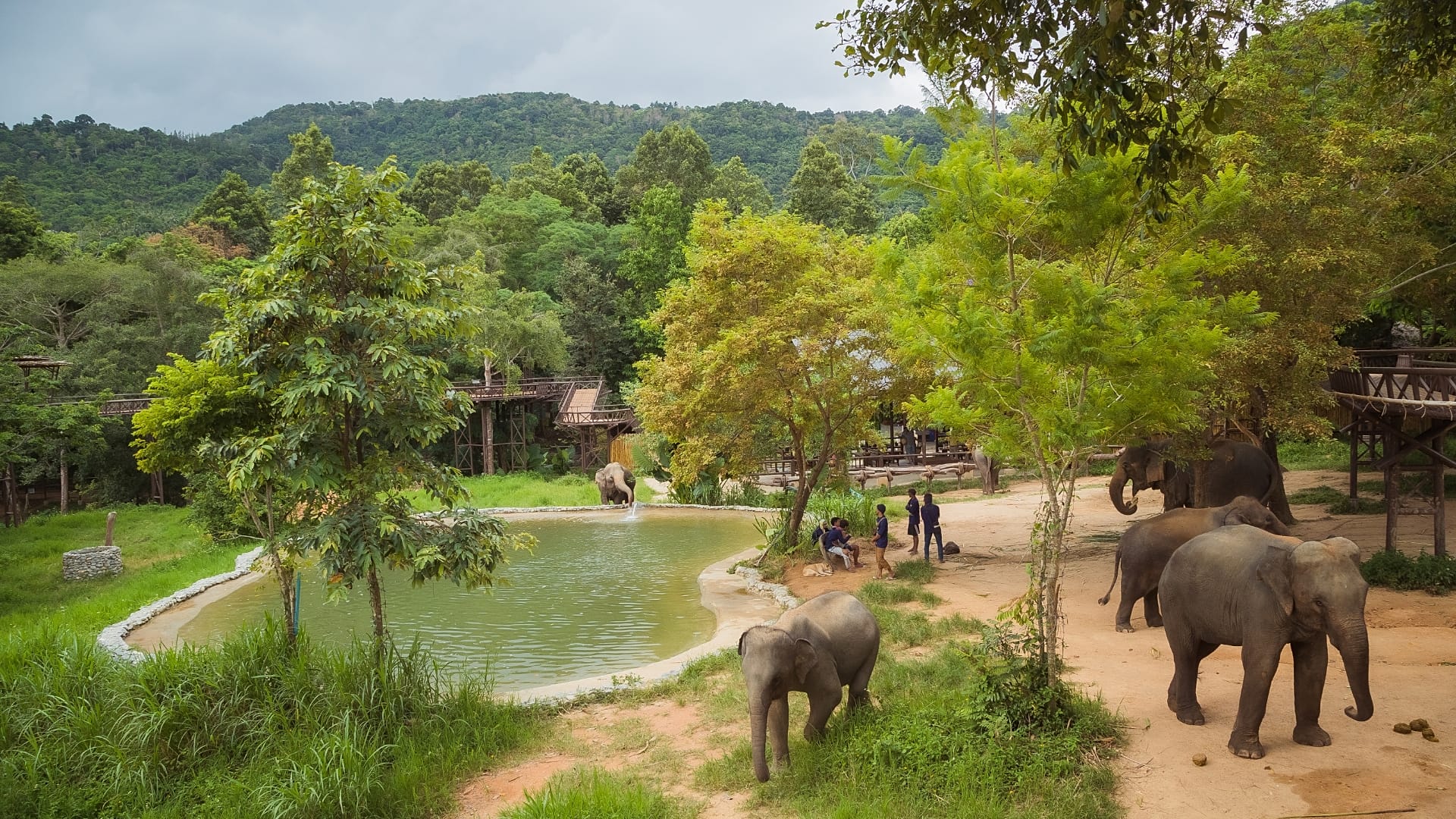 How the rise of regenerative travel is changing Thailand’s elephant ...