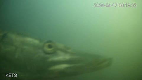 What is the fish doorbell? How a livestream from the Netherlands is ...