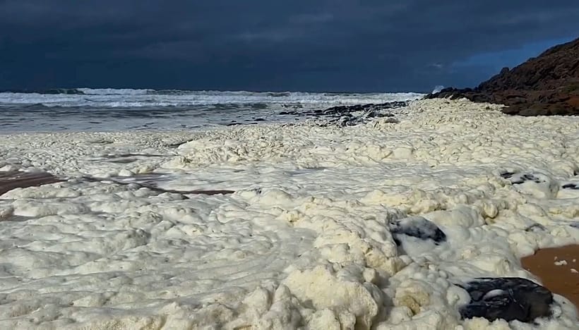 Video. Toxic foam and dead fish force beach closures in South Australia ...