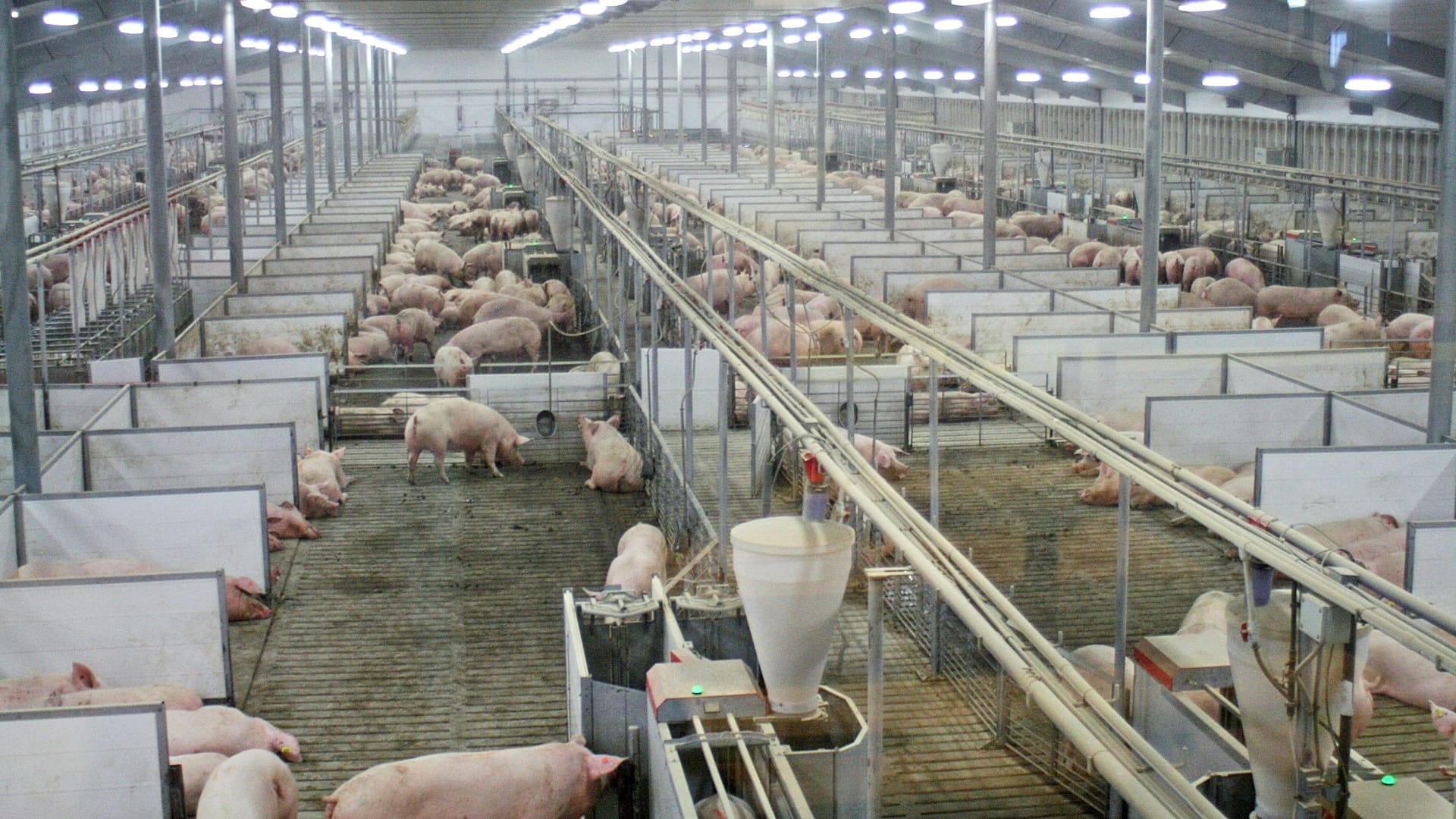 In legal first, court rules Spain pig farm megapollution breached ...