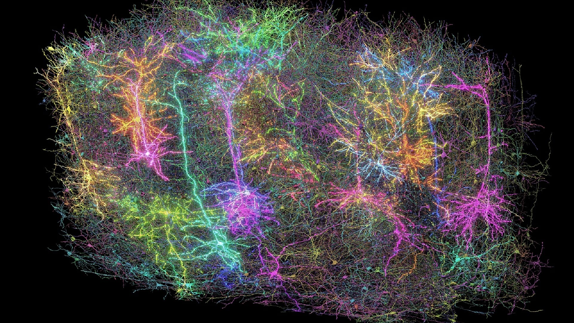 Scientists produce complex map of mouse's brain that could unravel ...
