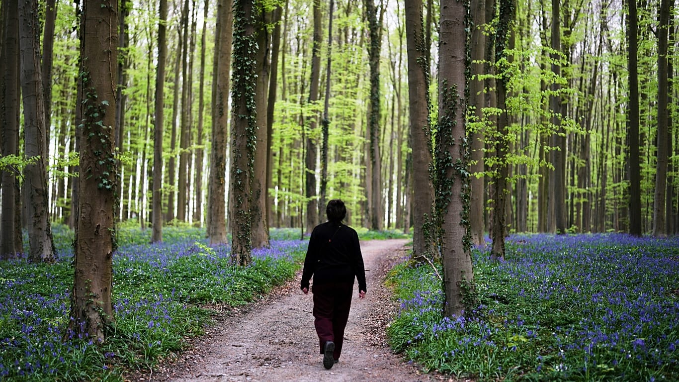 'A big green hug': In Belgium, forests of bluebells are offering an ...