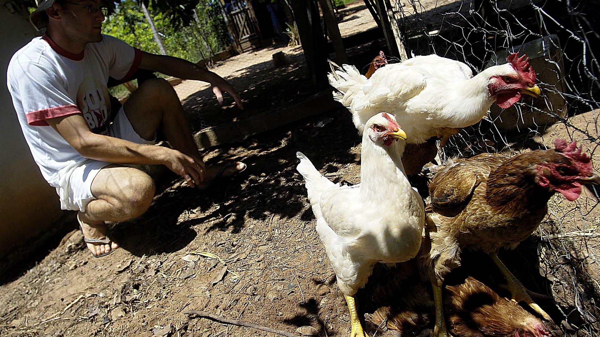Bird flu outbreak halts Brazilian poultry exports to the EU | Euronews