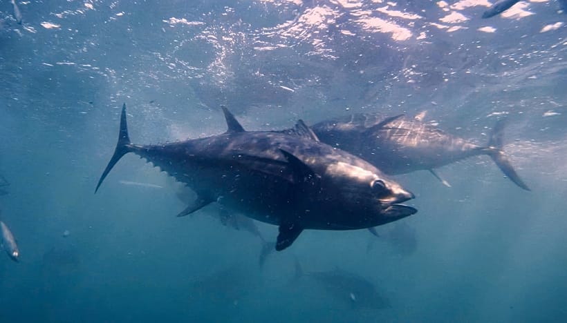 Europe’s bluefin tuna made a remarkable comeback. Will it last? | Euronews