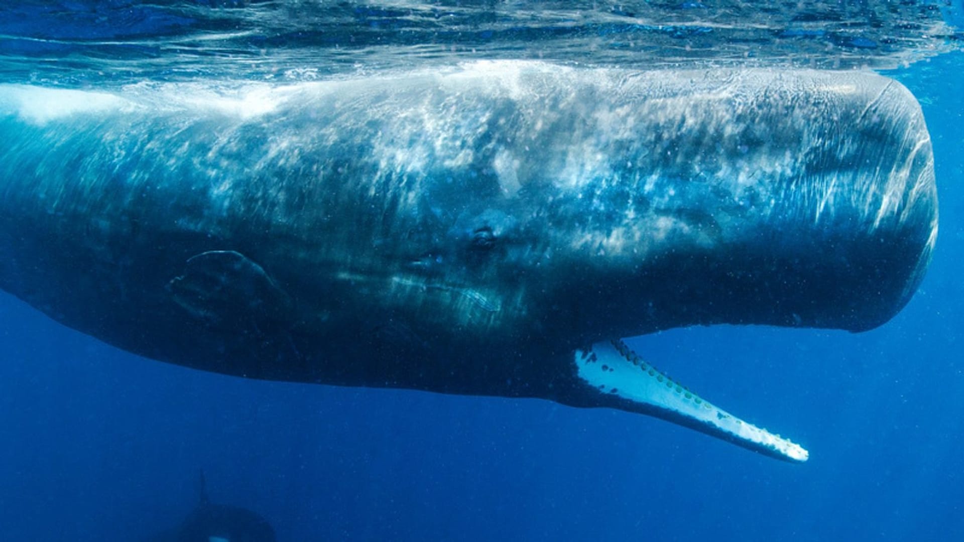 Greenpeace survey finds ‘beautiful’ and vulnerable whale species in ...