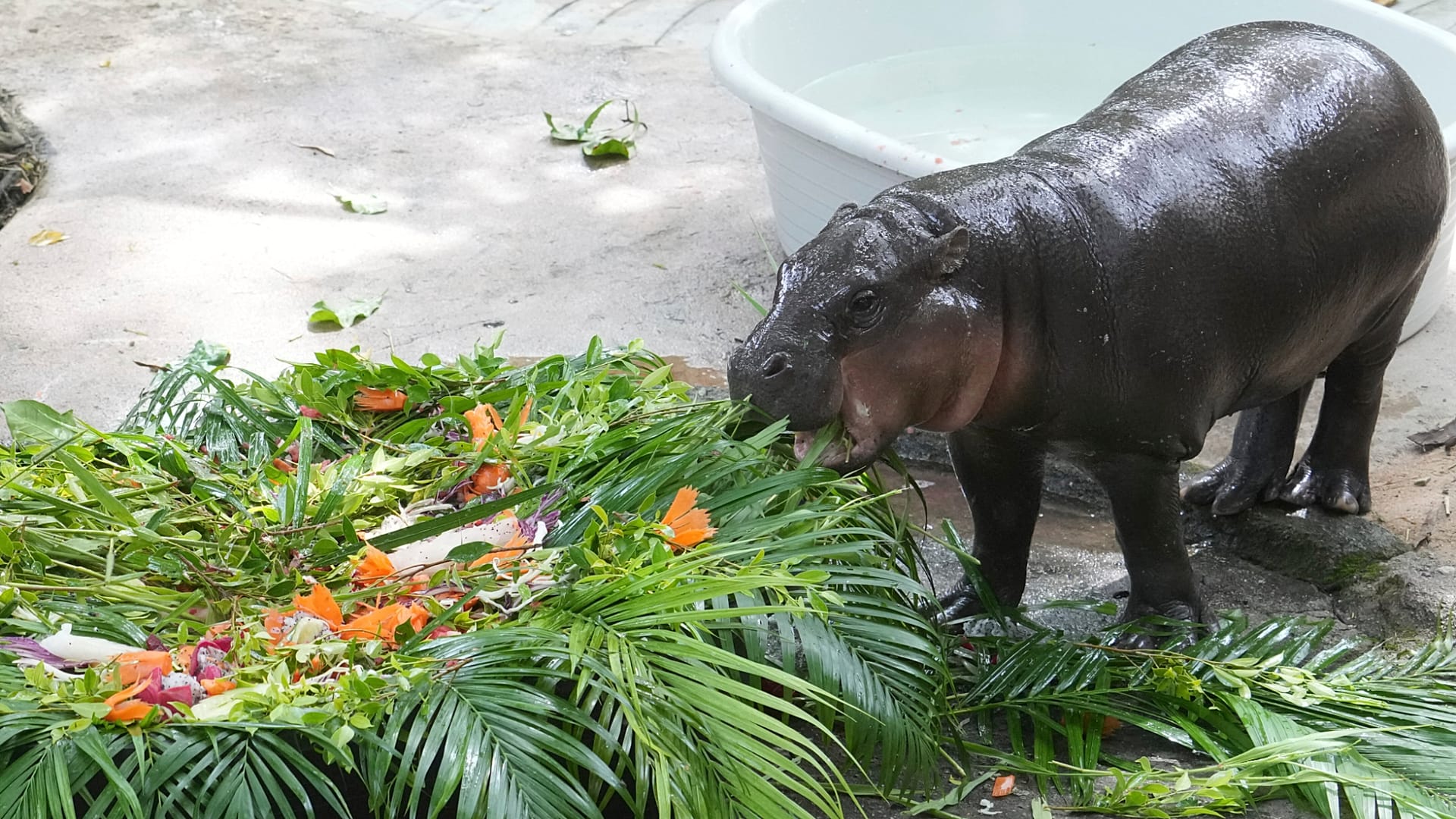 Video. Thailand’s star baby hippo Moo Deng celebrates her first ...