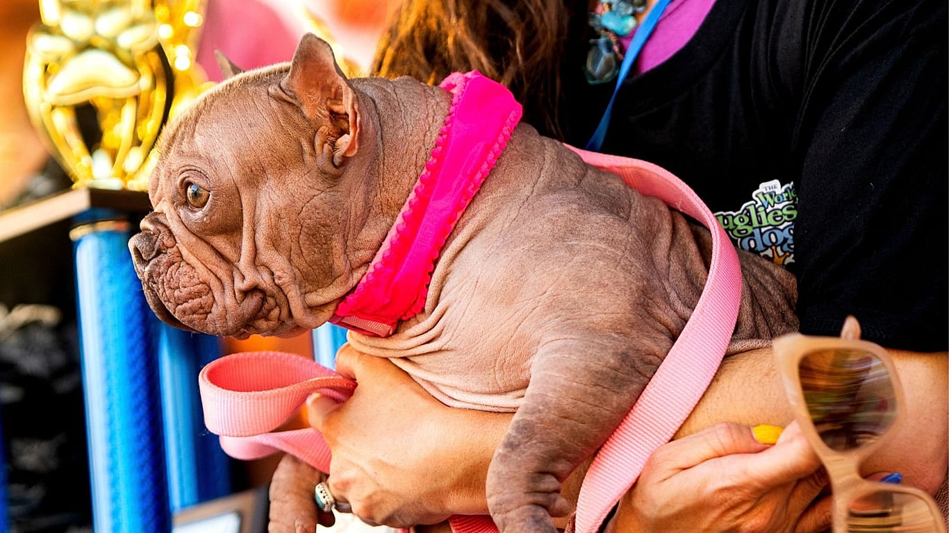 In Pictures: French bulldog mix Petunia wins World's Ugliest Dog ...