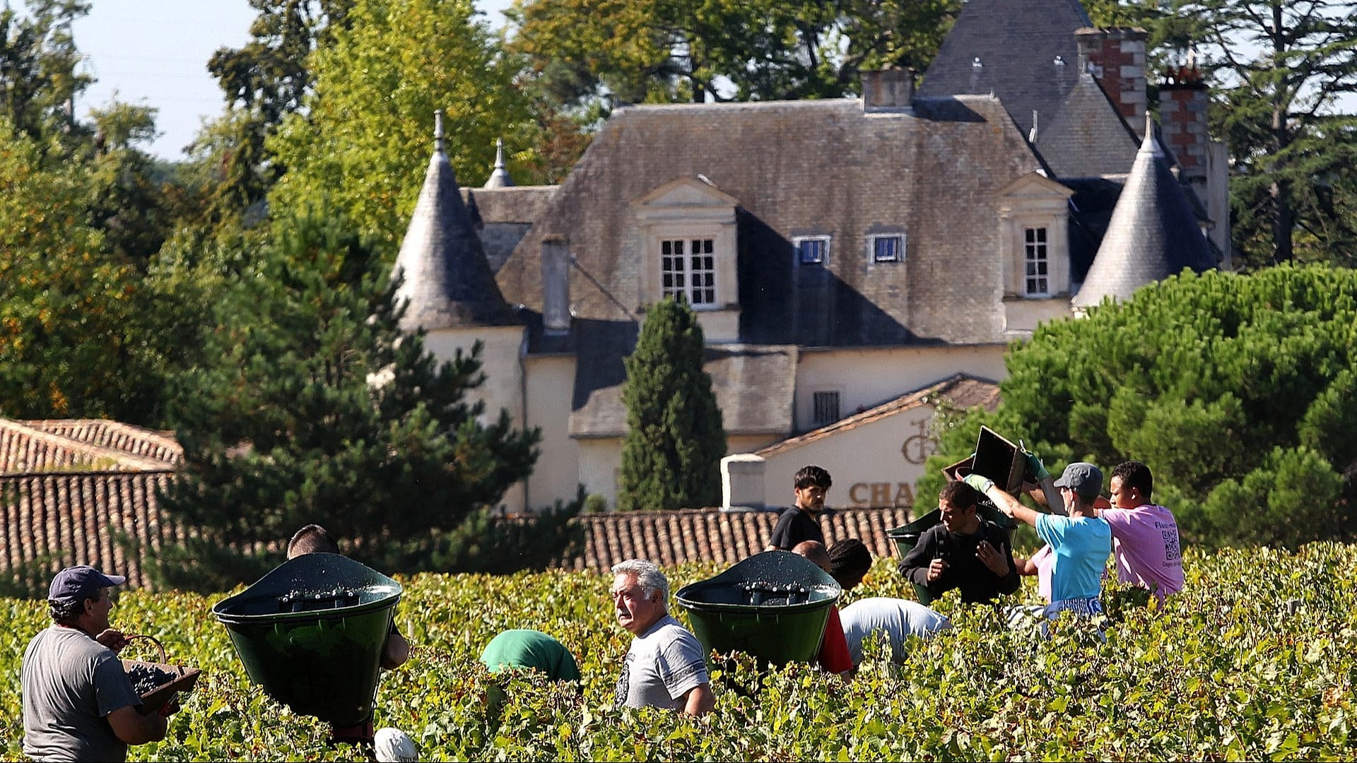 France's vineyards begin 2025 harvest early after hot temperatures ...