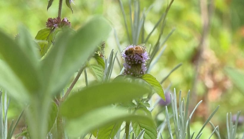 Inside Berlin’s ‘Monk’ garden that grows edible and medicinal plants ...