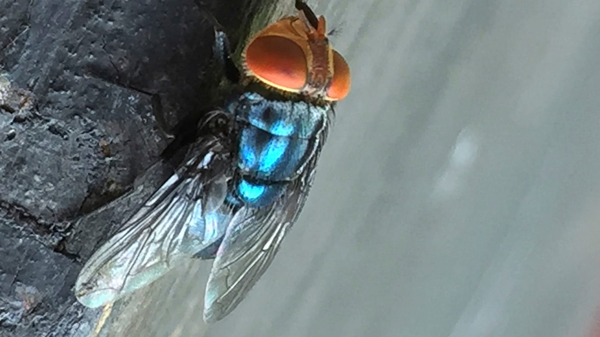 US confirms rare case of flesh-eating parasite. Here’s what to know ...