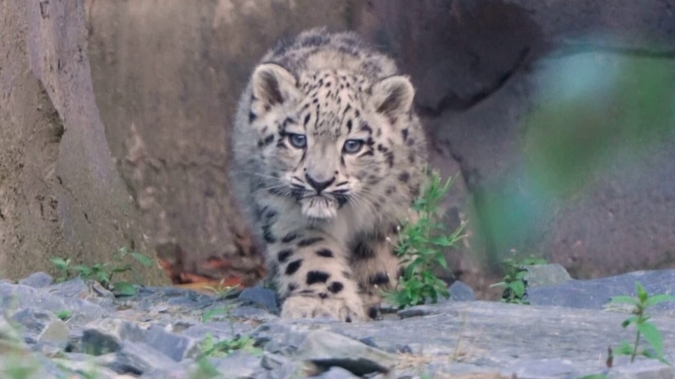 Watch an adorable snow leopard cub take her first steps outside at UK ...