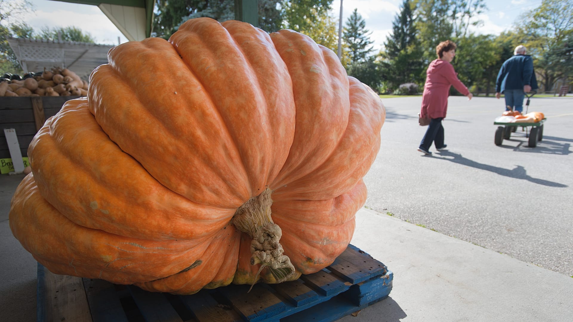Video. Muskox smashes 210-pound pumpkin in early Halloween treat | Euronews