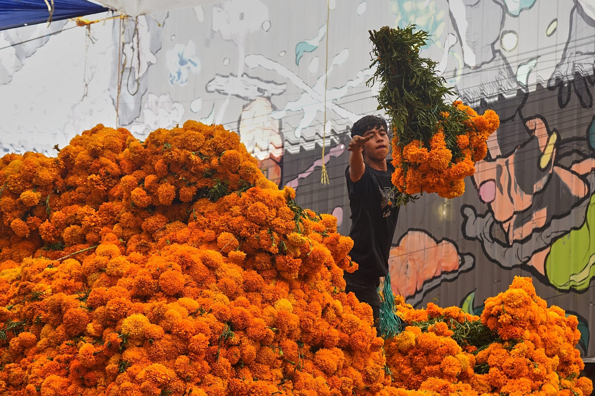 This orange flower cloaks Mexico during Day of the Dead. Climate change ...
