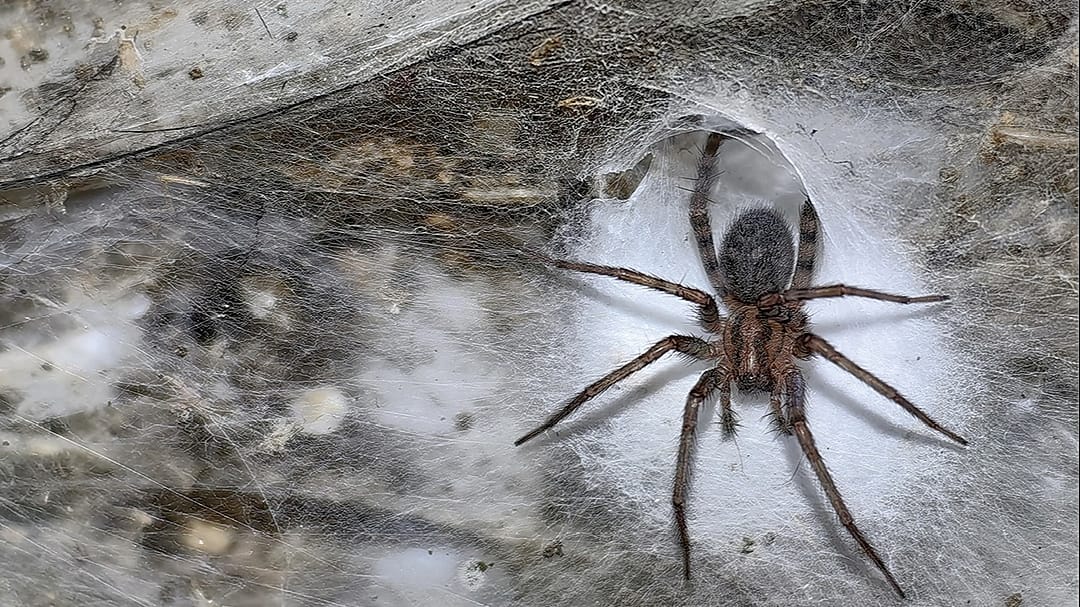 World's biggest spiderweb home to more than 110,000 spiders discovered ...