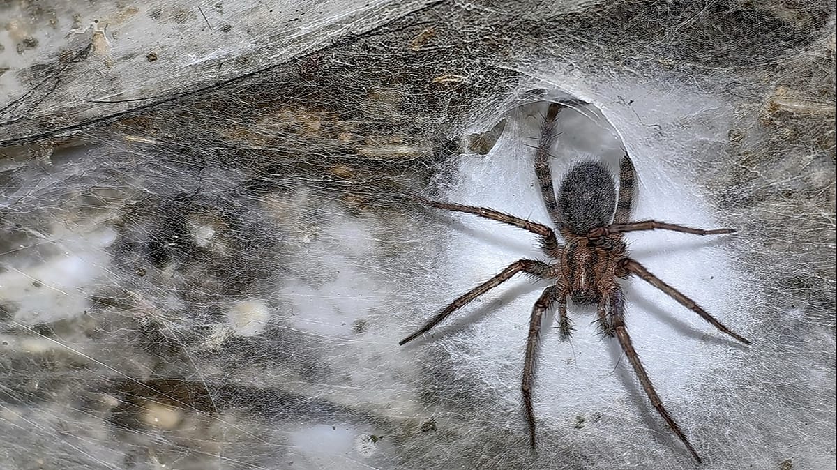 World's biggest spiderweb home to more than 110,000 spiders discovered ...
