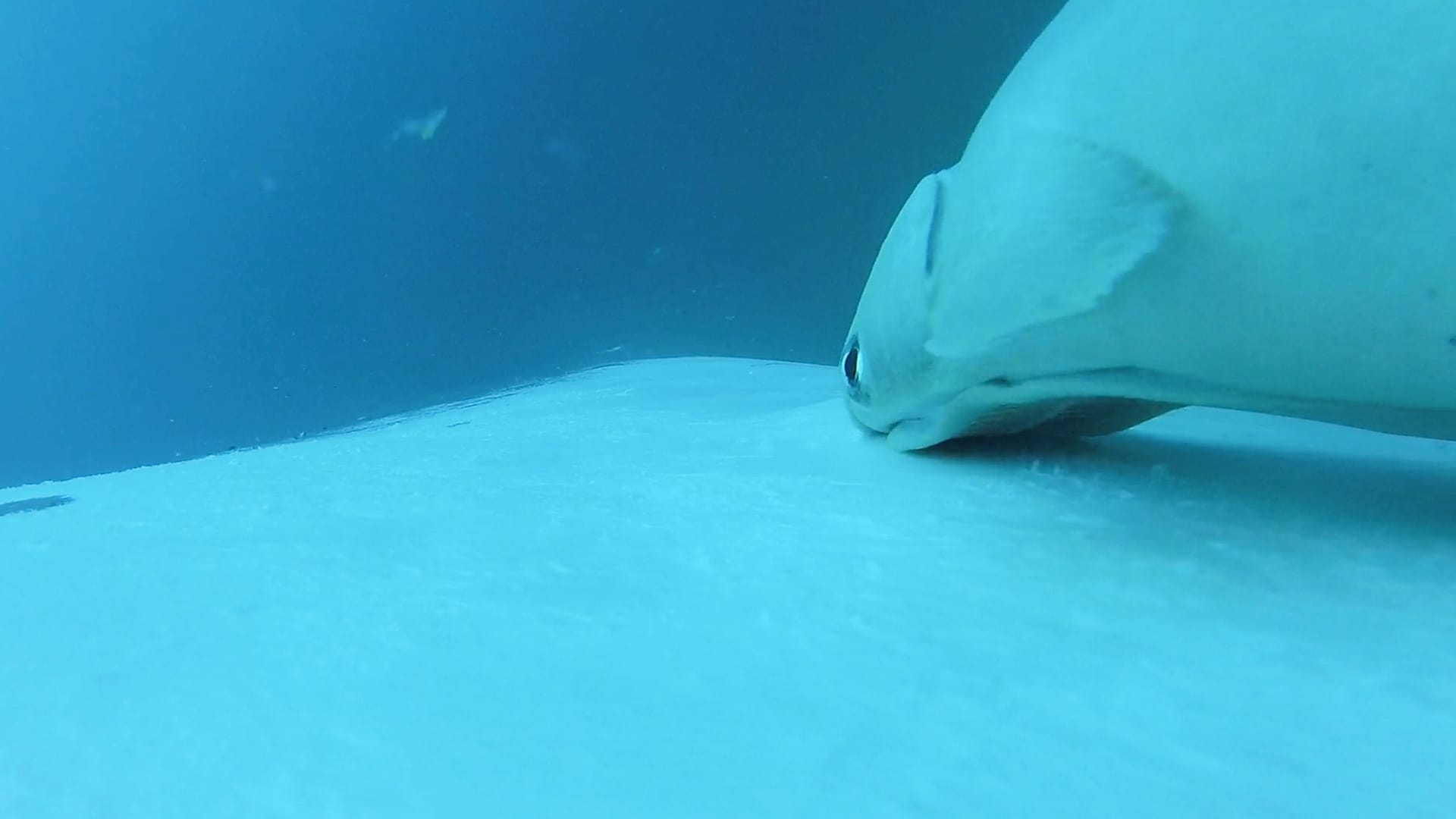 Video. Rare footage shows remora fish whale-surfing on humpbacks off ...