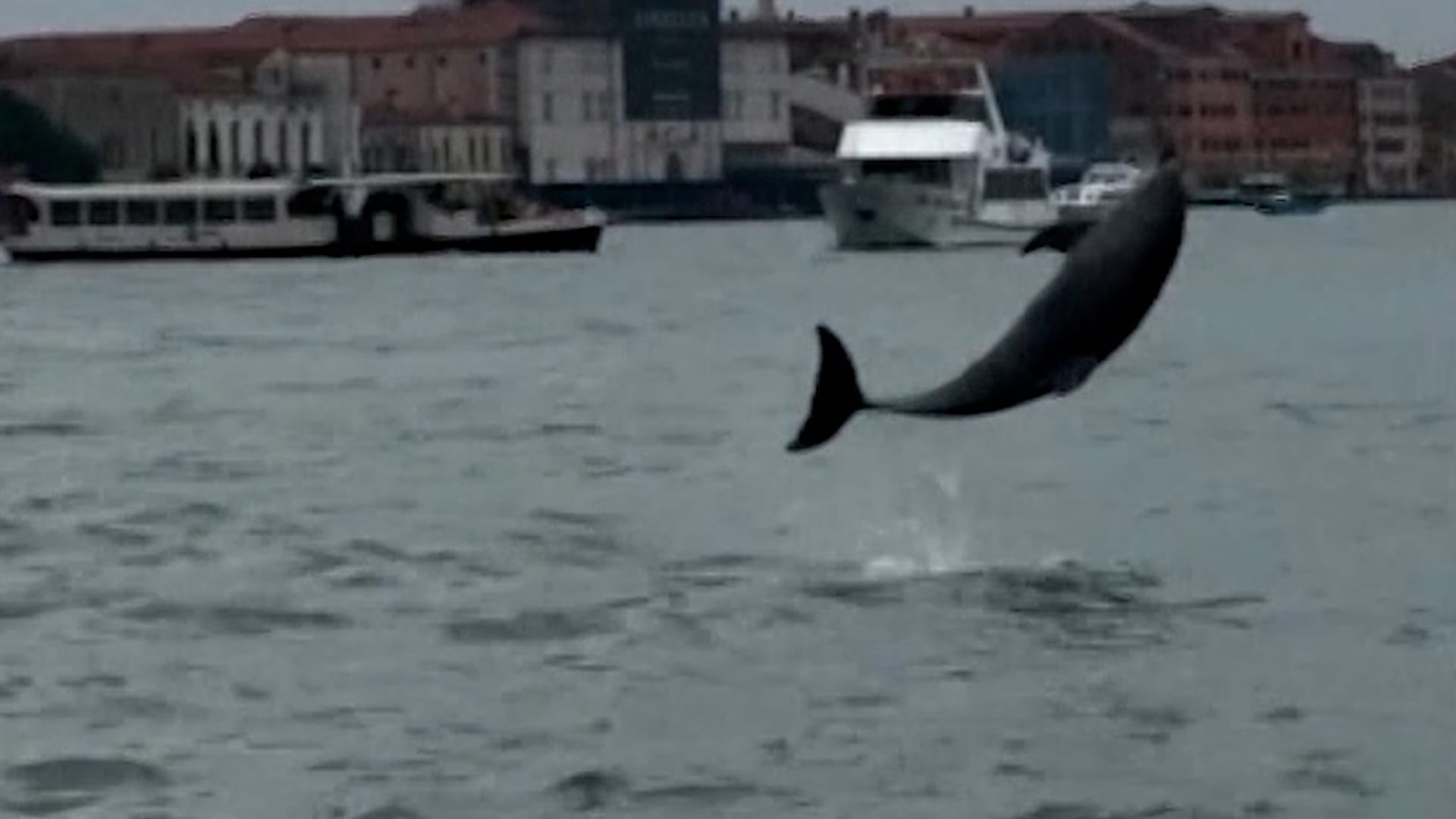 Video. Dolphin Mimmo thrills Venice but faces danger in the lagoon ...