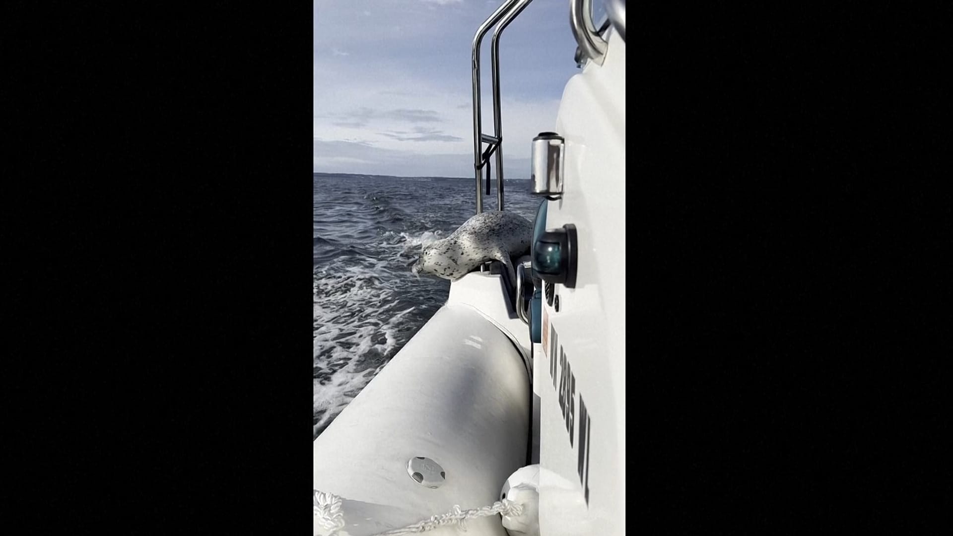 Video. Seehund flüchtet vor Orcas auf Boot eines Fotografen | Euronews