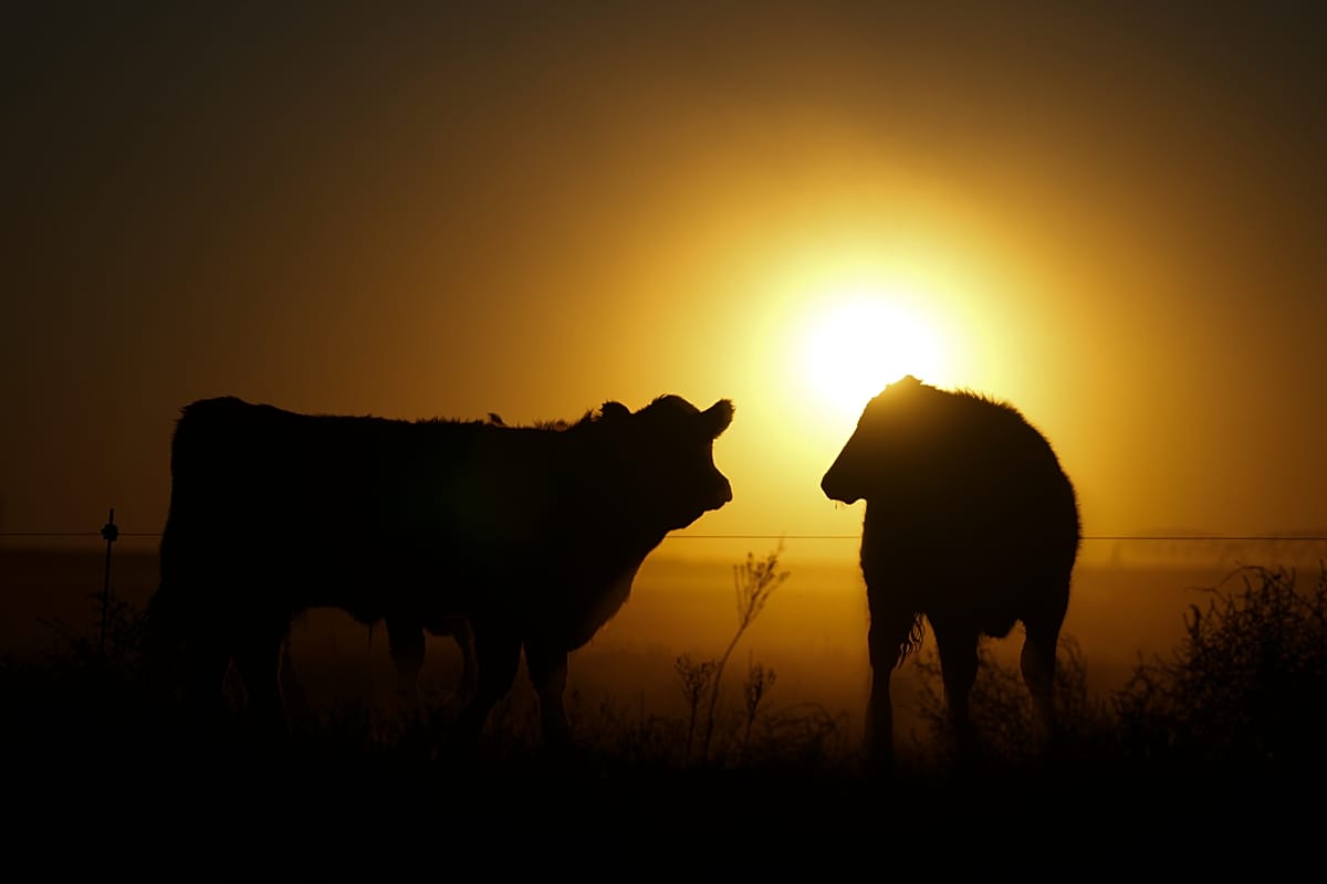 COP30: World is falling behind on crucial methane emissions cuts, new ...