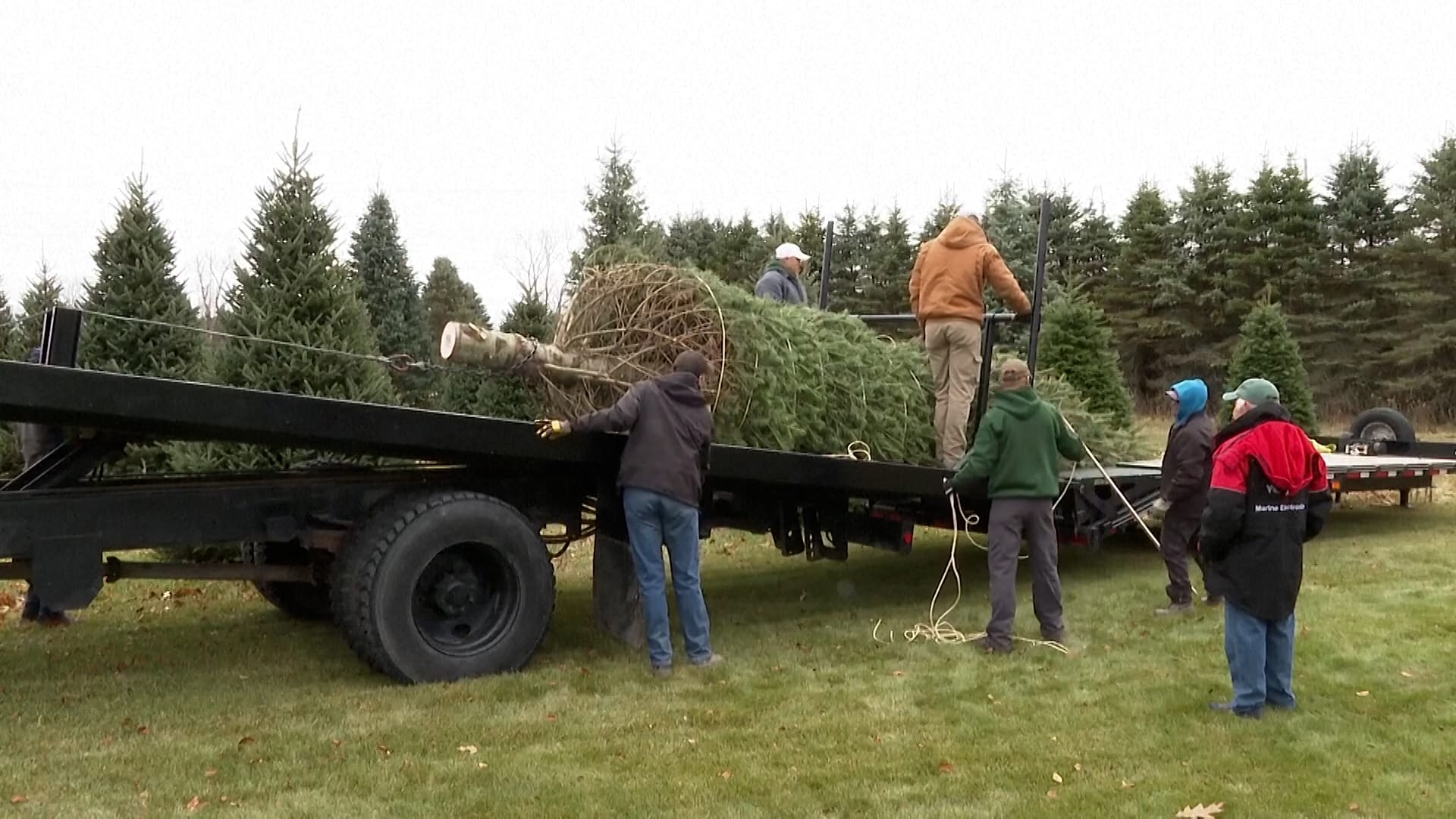 Video. White House Christmas tree: Michigan fir wins national contest ...
