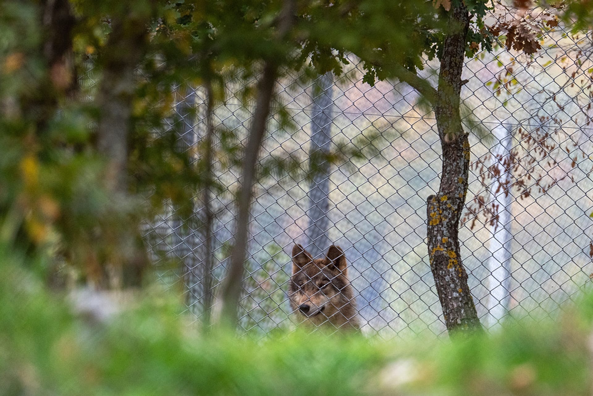 Residents in rural Greece struggle as bears and wolves make a ...