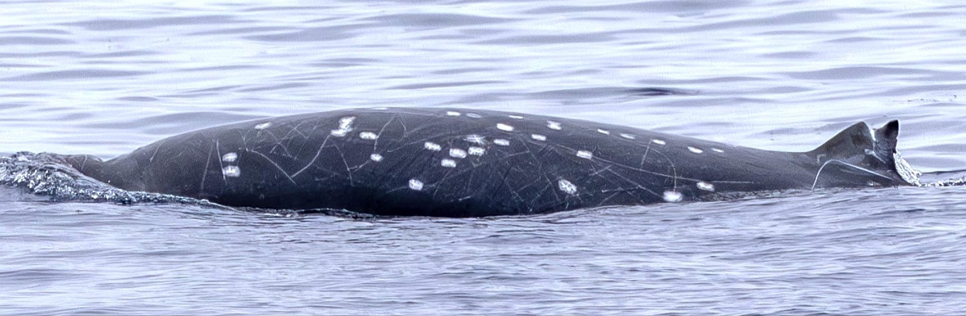 These ‘cryptic’ whales had never been seen alive in the wild before ...