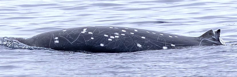These ‘cryptic’ whales had never been seen alive in the wild before - then scientists found six ...