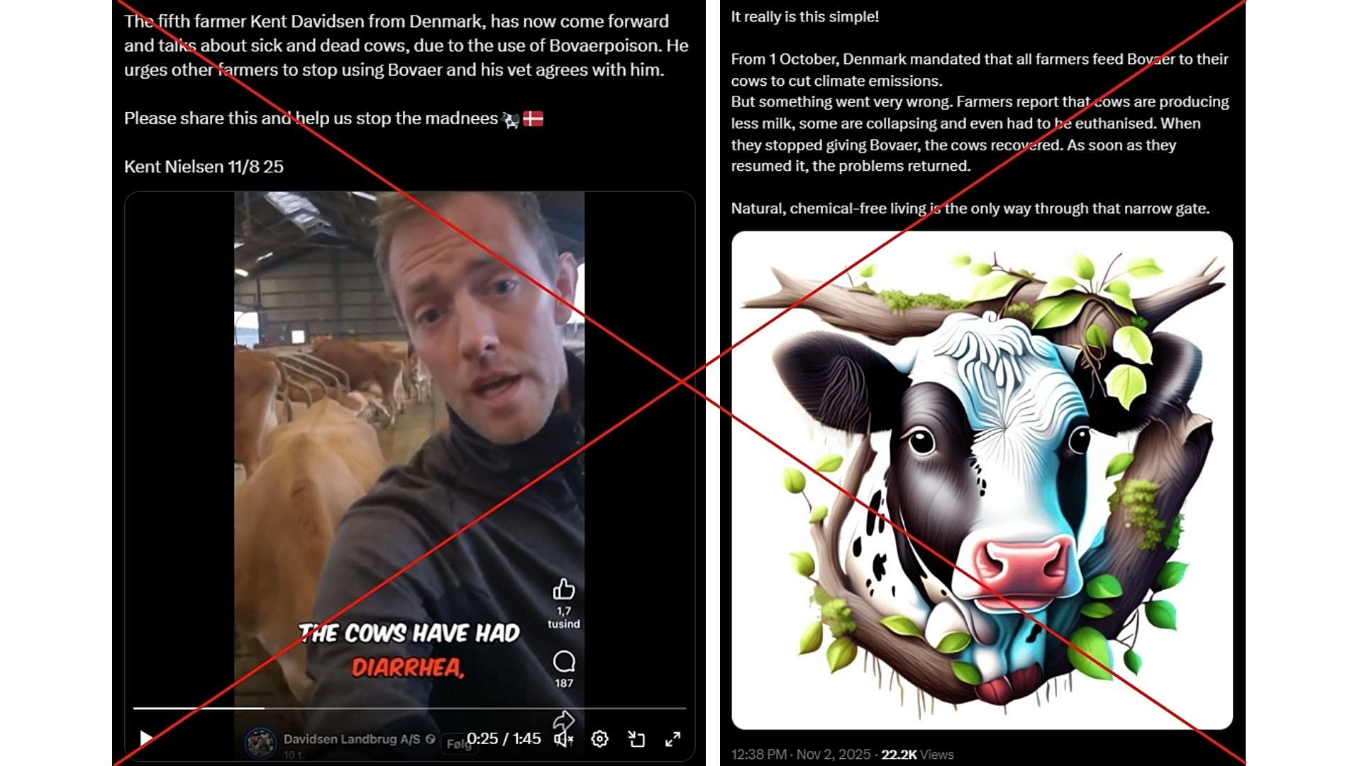 Fact check: Are cows in Denmark dying over Bovaer additive? | Euronews