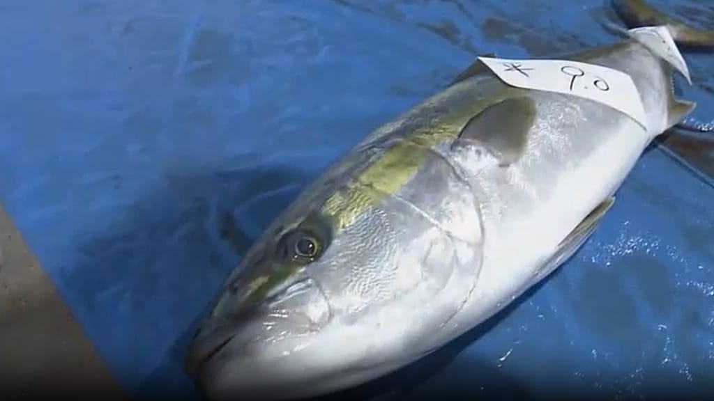 Vídeo. Un pez limón se vende por más de 22.000 euros en una subasta en ...