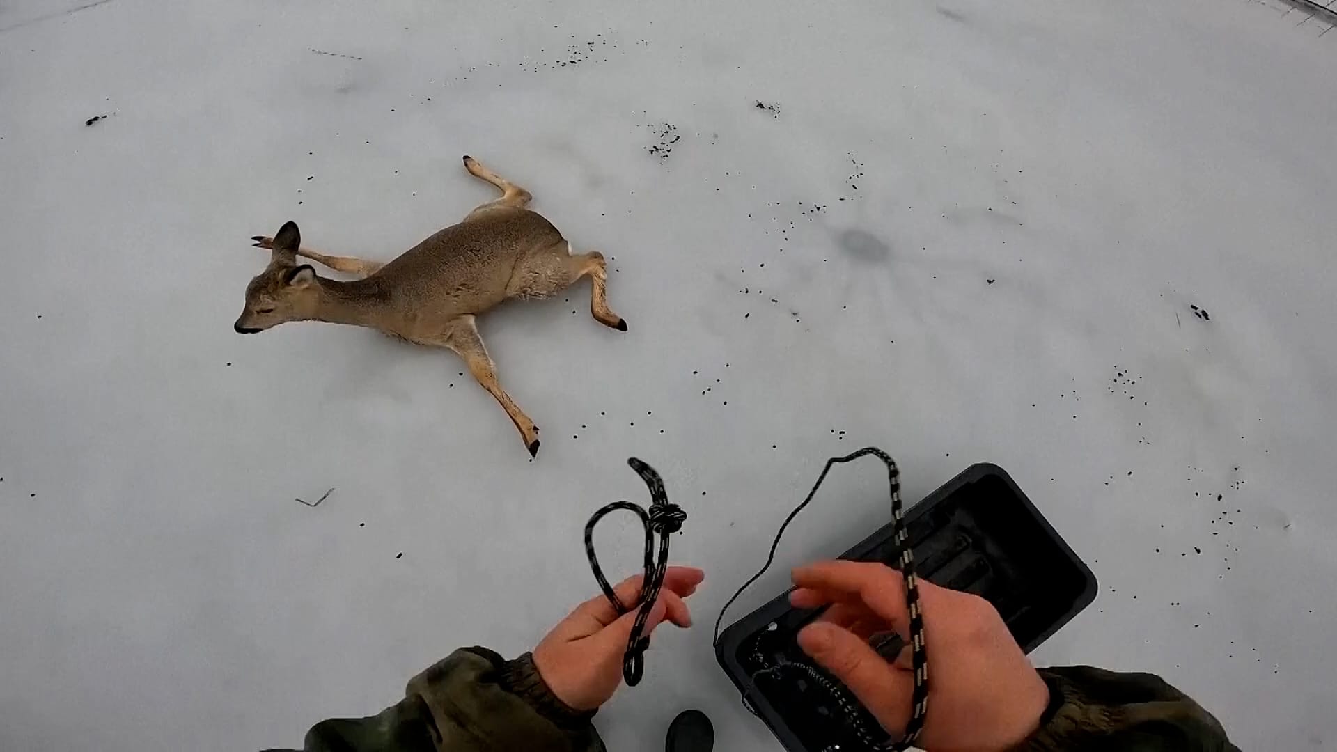 Video. Siberia: centinaia di caprioli salvati dai laghi ghiacciati ...