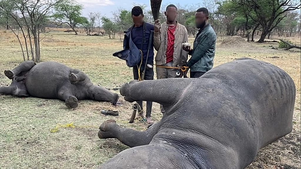 Interpol seizes 30,000 live animals in global wildlife crime crackdown ...