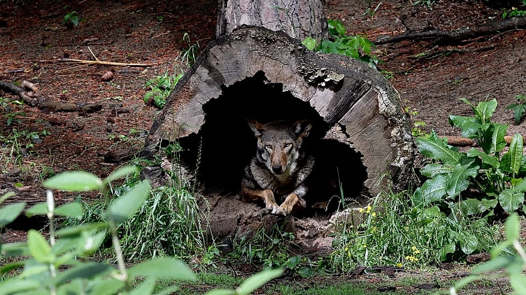 Utrecht lifts forest warning after DNA confirms wolf shot was menace ...