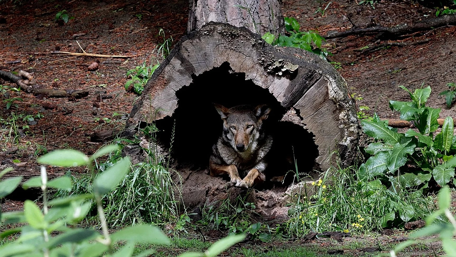 Utrecht lifts forest warning after DNA confirms wolf shot was menace ...