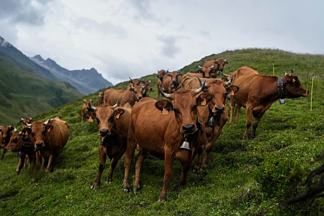 France struggles to contain cattle lumpy skin disease as farmers ...