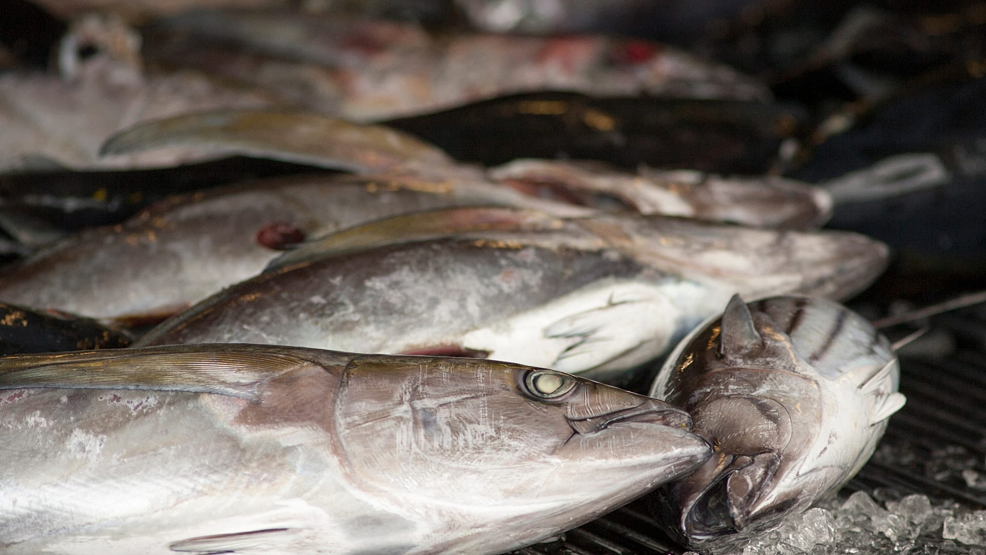 La UE acuerda las cuotas de pesca para 2026 tras intensas negociaciones ...