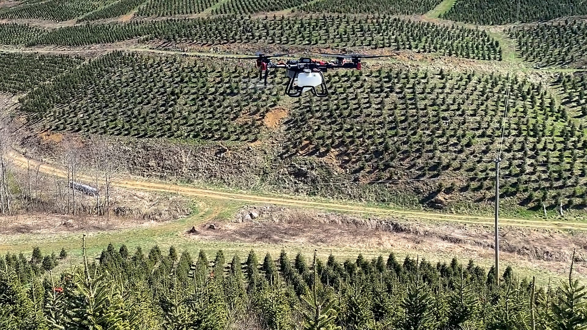 Why Christmas tree farms are turning to drones and AI this year | Euronews
